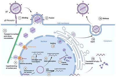 Frontiers | Herpes simplex virus 1 as an oncolytic viral therapy for refractory cancers